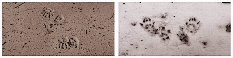 publicações – inuma